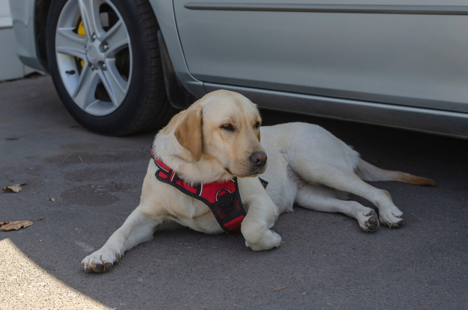 Driving Safely with Dogs — Tate Law Offices, PC