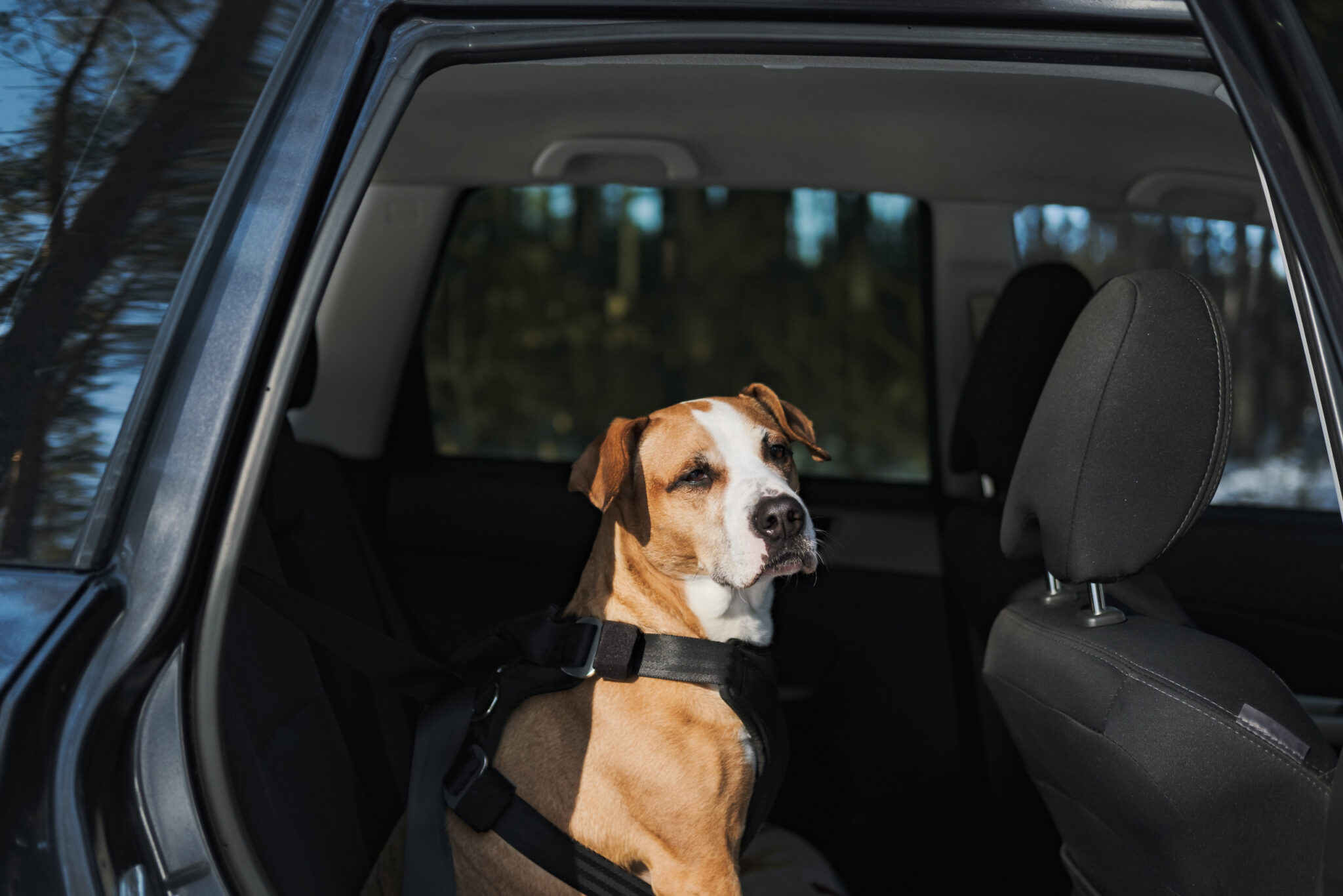 Understanding Pet Car Restraint Laws — Tate Law Offices, PC